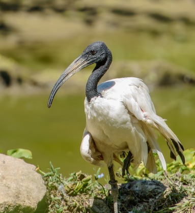 Ibis, Iris, Isis, or Ivis? – Nancy’s Baby Names